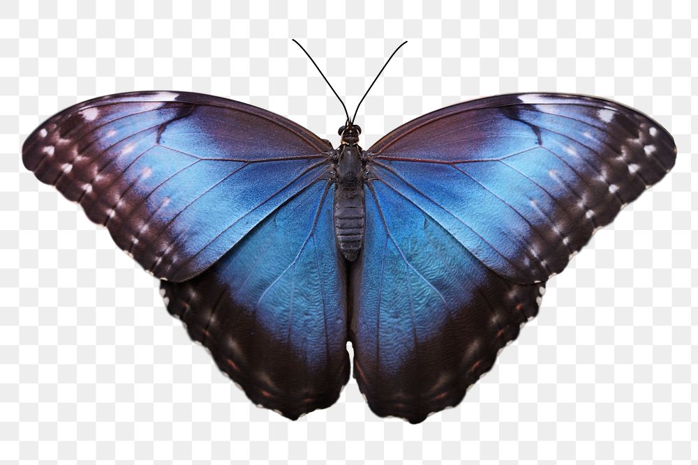 Blue morpho butterfly png sticker, | Free PNG - rawpixel