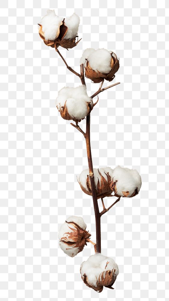 Cotton flowers png sticker, transparent | Premium PNG - rawpixel