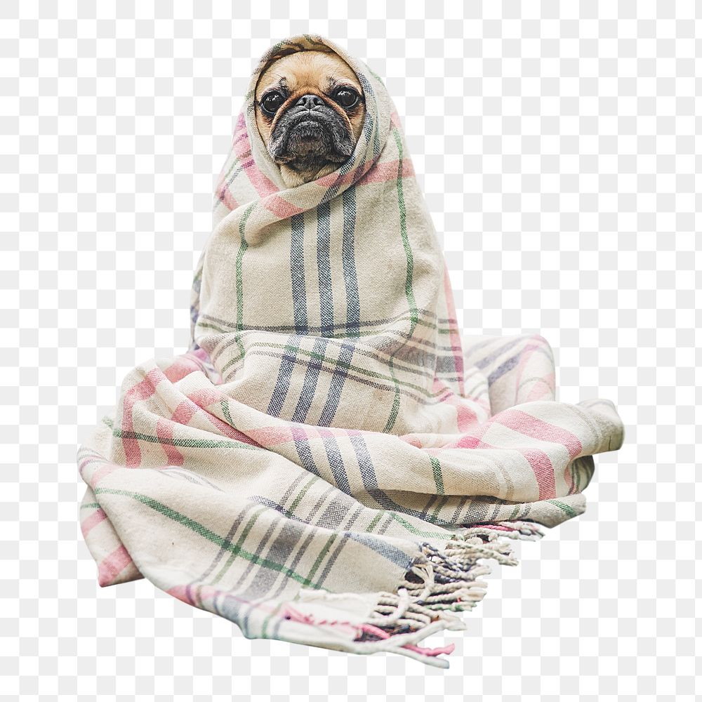 Pug wrapped in blanket | Free PNG - rawpixel