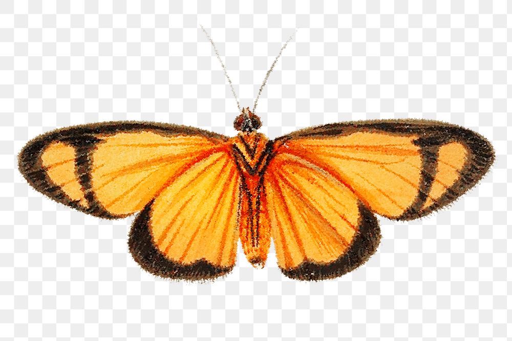 Orange butterfly png, transparent | Premium PNG - rawpixel