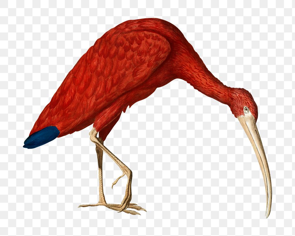 PNG ibis bird vintage illustration | Premium PNG Illustration - rawpixel