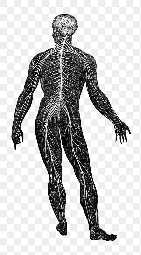 PNG vintage human body illustration, | Premium PNG - rawpixel