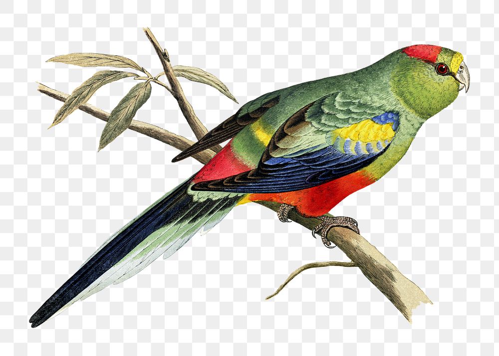 Vintage bird png many-coloured parakeet, | Premium PNG - rawpixel