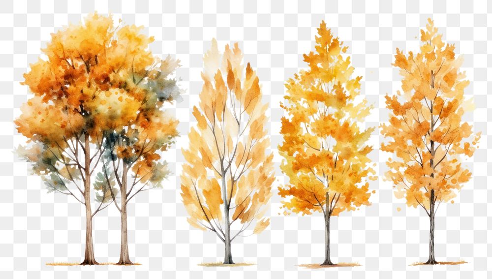 PNG Outdoors plant maple tree. | Free PNG - rawpixel