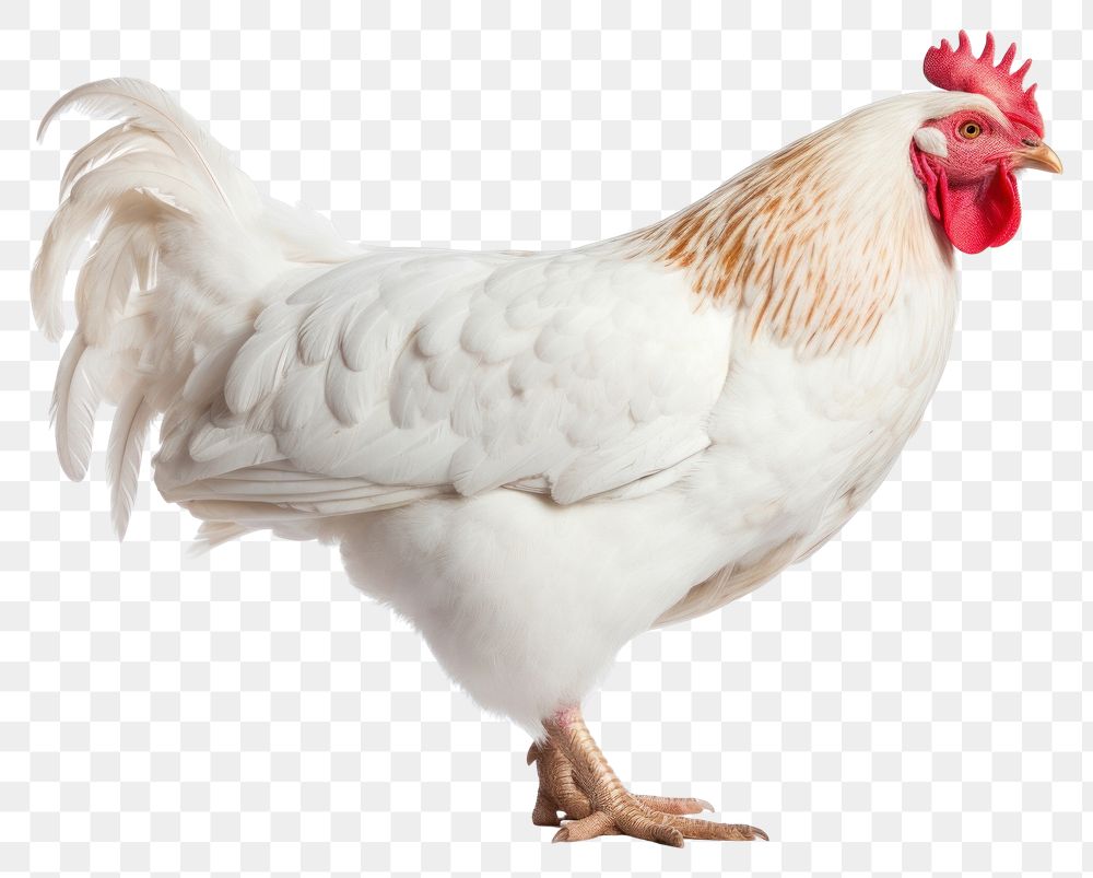 PNG Chicken poultry animal white. | Free PNG - rawpixel