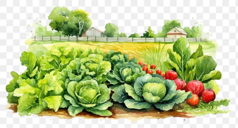 PNG Vegetable outdoors nature plant. | Free PNG - rawpixel