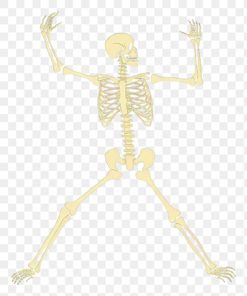 PNG Fracture skeleton weaponry anatomy. | Free PNG - rawpixel