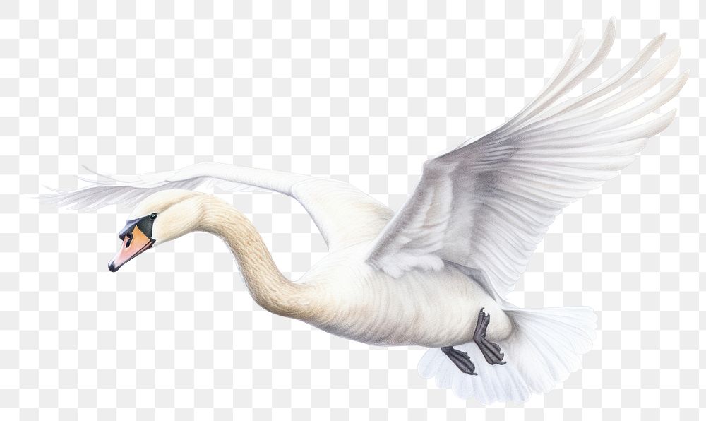 PNG Flying swan animal transparent | Free PNG - rawpixel