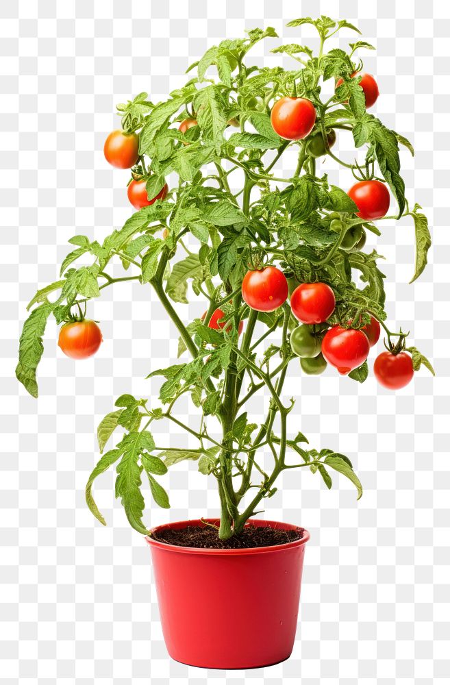 PNG Tomato plant vegetable fruit. | Free PNG - rawpixel