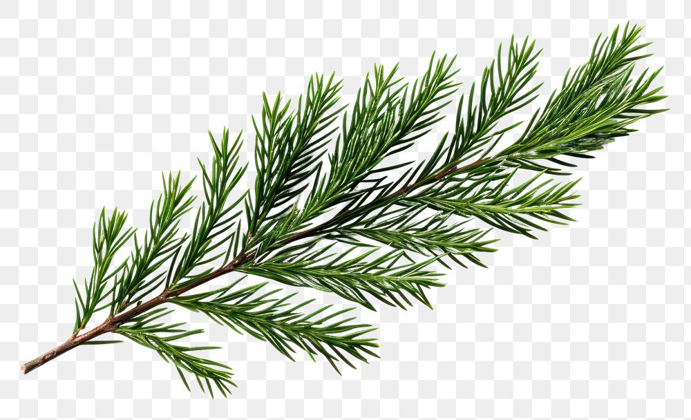 PNG Tree fir christmas branch. | Free PNG - rawpixel