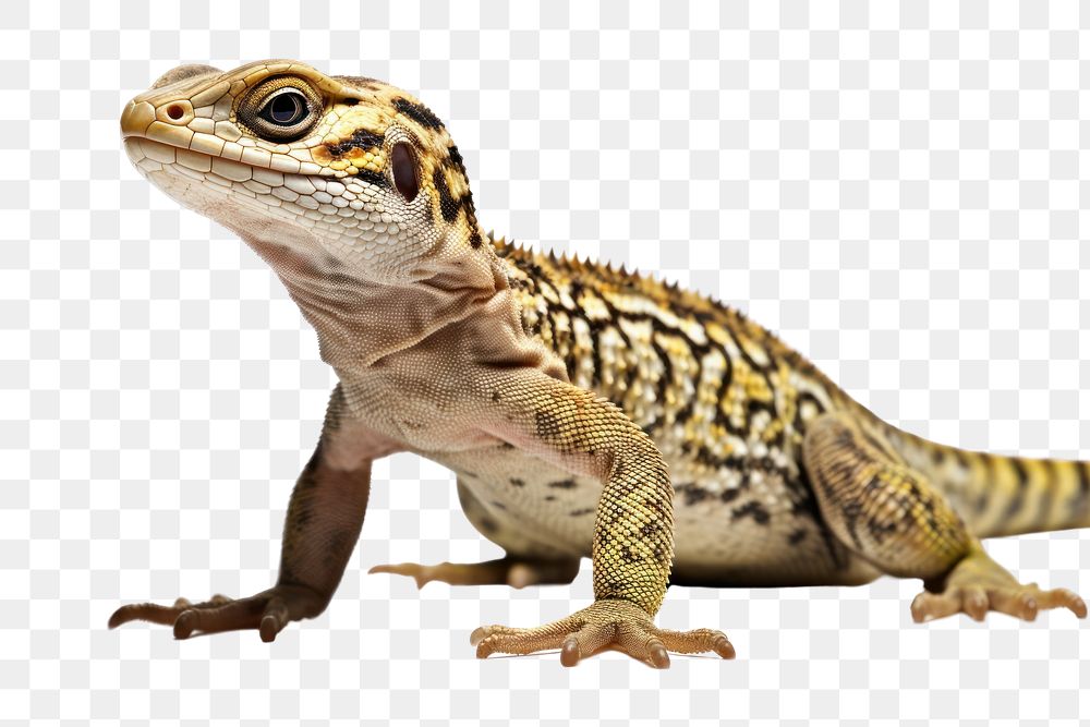 PNG Sand lizard wildlife reptile | Free PNG - rawpixel