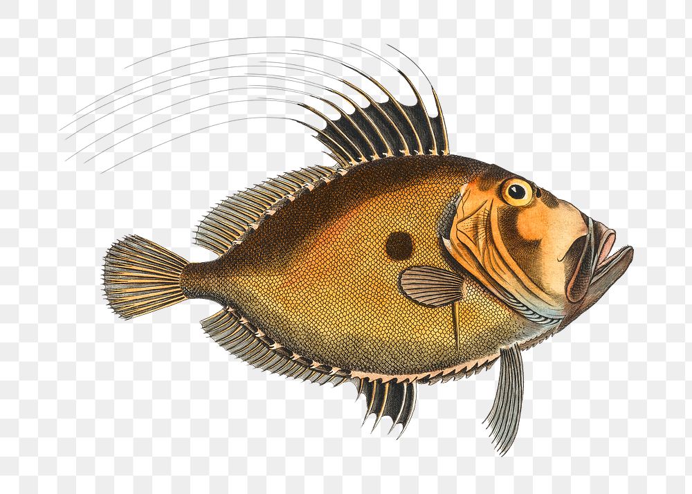 Doree png sticker, fish vintage | Premium PNG Illustration - rawpixel