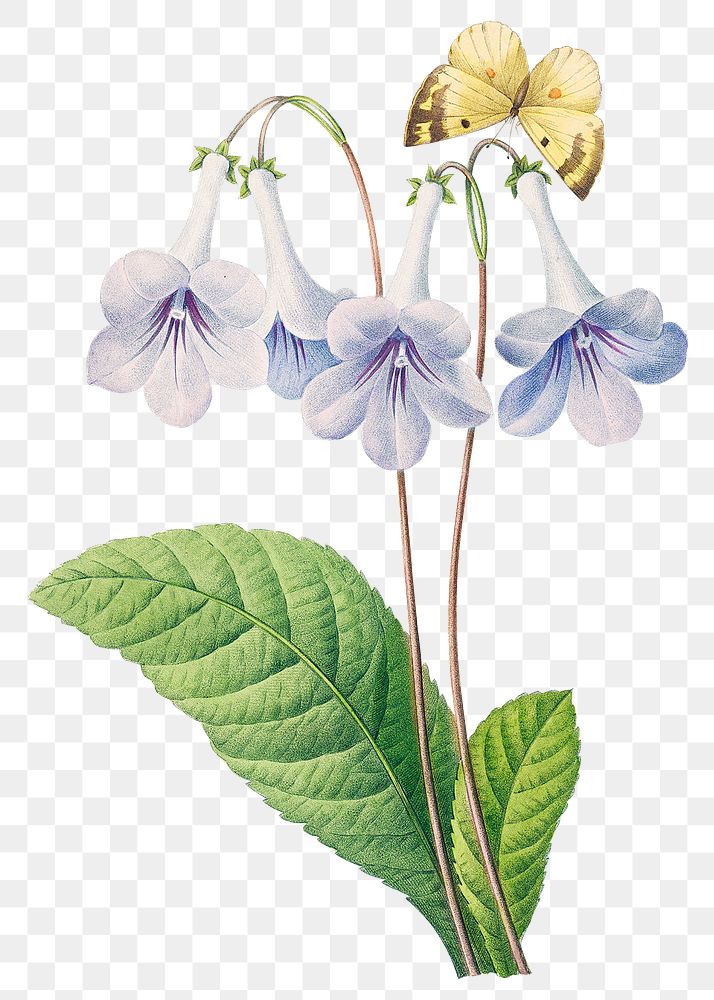 Canterbury bells flower png botanical | Premium PNG Sticker - rawpixel