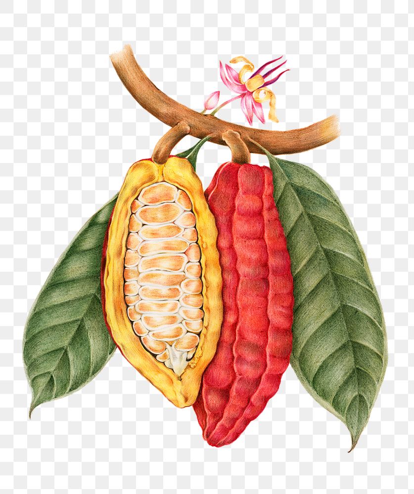 Hand darwn cacao sticker design | Free PNG Sticker - rawpixel