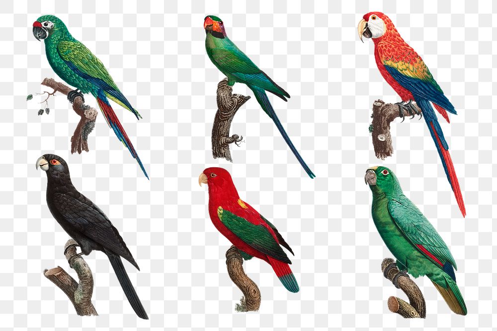 Colorful parrot bird png set | Free PNG - rawpixel