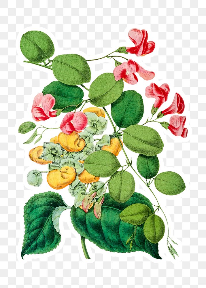 Vintage wood bitter-vetch flower sticker | Free PNG Sticker - rawpixel