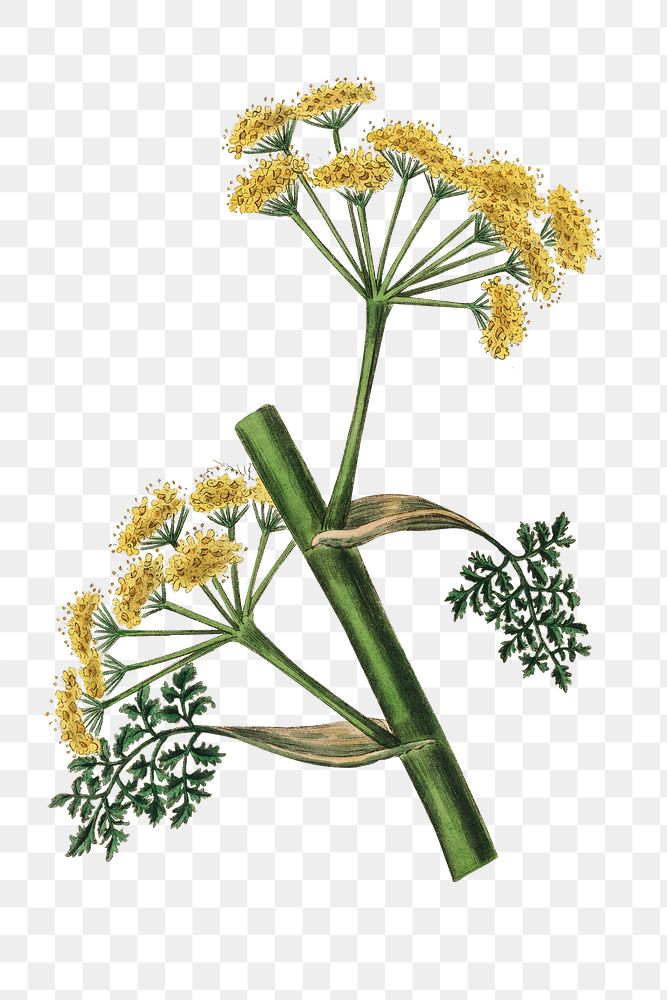 Ferula persica yellow png flowers | Free PNG Sticker - rawpixel