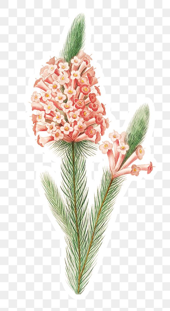 Heather flower sticker overlay design | Free PNG Sticker - rawpixel