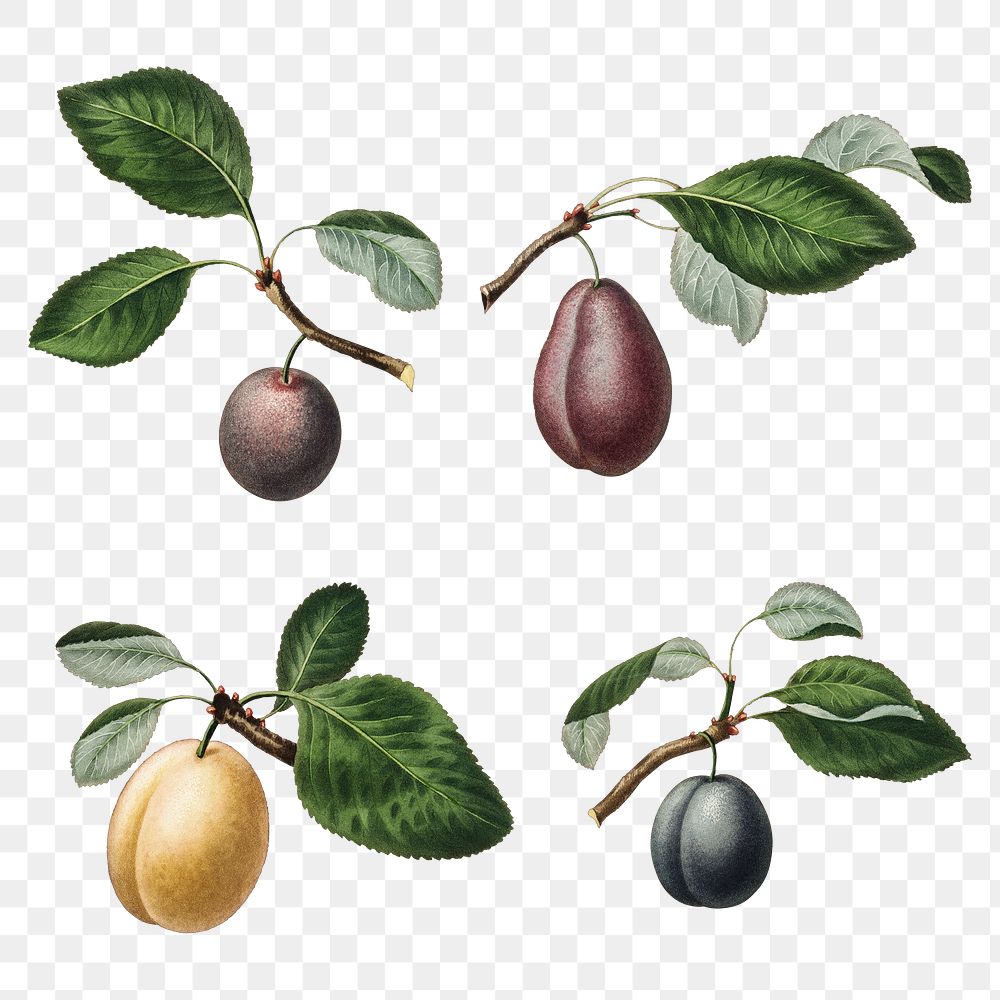 Set of plums on branches | Premium PNG - rawpixel