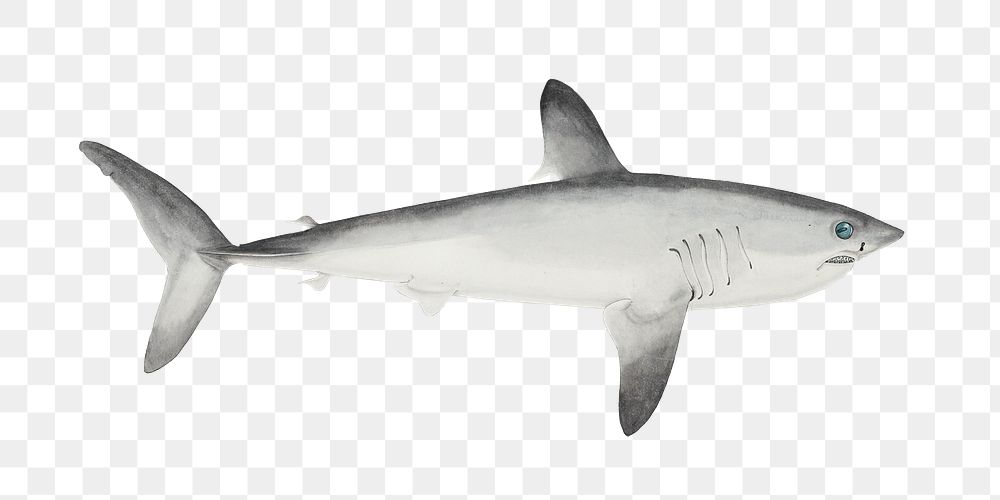 Vintage porbeagle shark drawing png | Free PNG Sticker - rawpixel