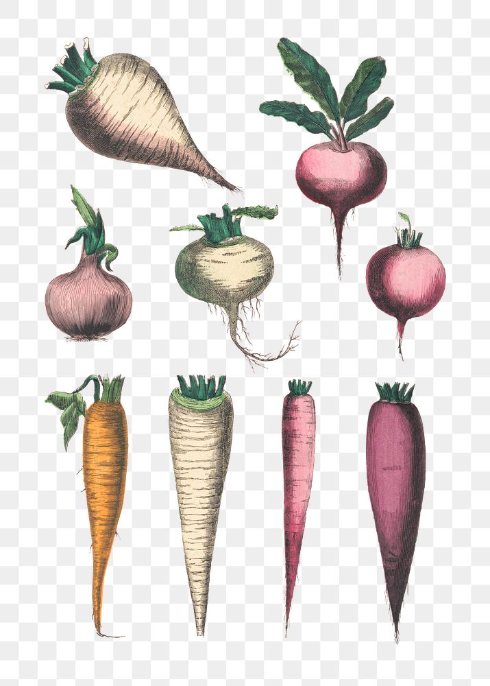 Root vegetable png set, remix | Free PNG - rawpixel