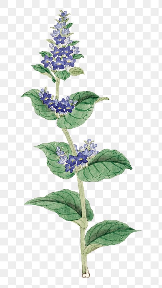 Japanese Gentian flower png, vintage | Free PNG Sticker - rawpixel