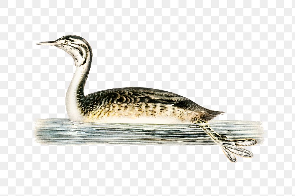 Png sticker great crested grebe | Free PNG Sticker - rawpixel