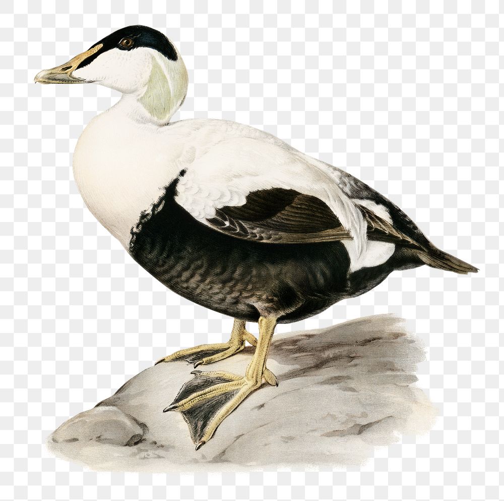 Png sticker common eider bird | Free PNG Sticker - rawpixel