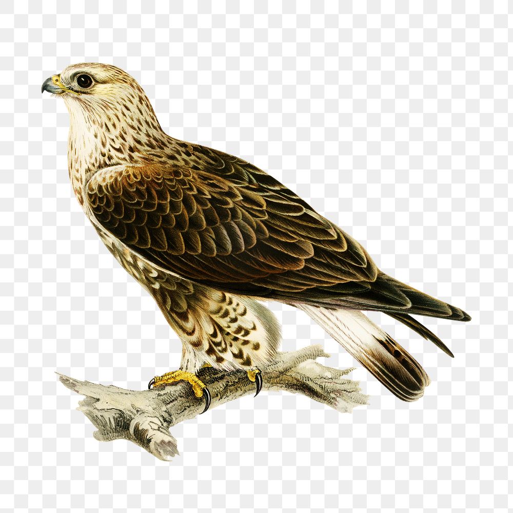 Transparent sticker hawk bird hand | Free PNG Sticker - rawpixel