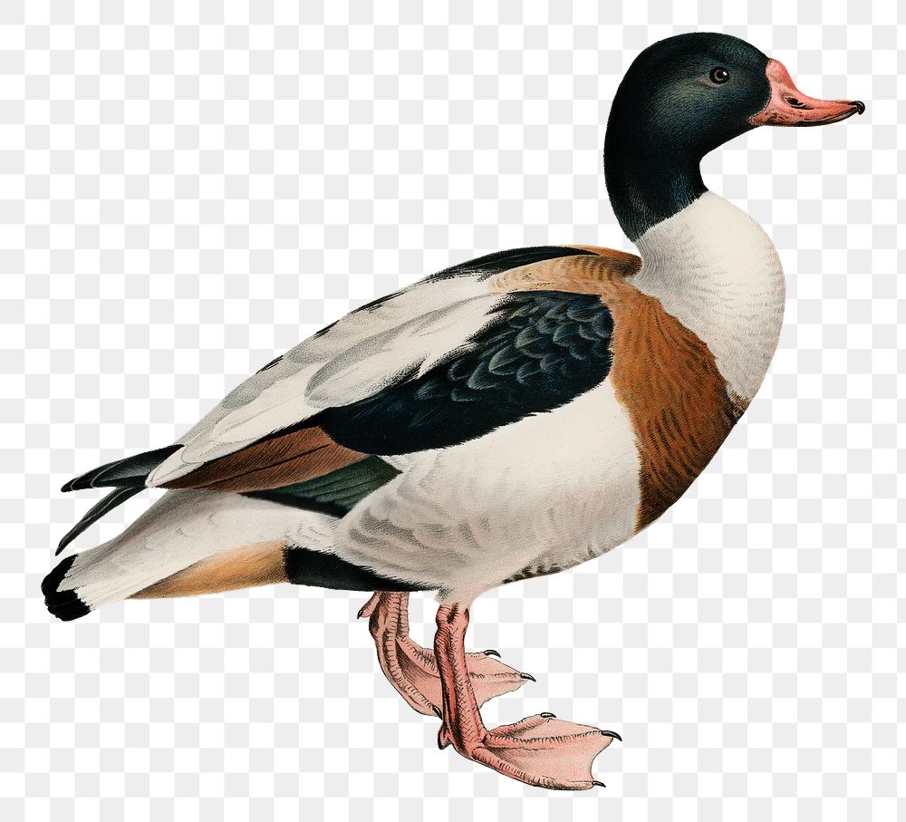 Transparent sticker shelduck bird hand | Free PNG Sticker - rawpixel