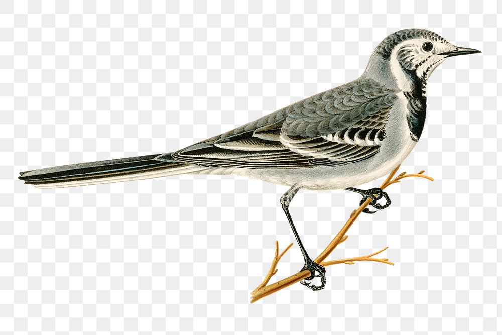 Transparent sticker pied wagtail bird | Free PNG Sticker - rawpixel