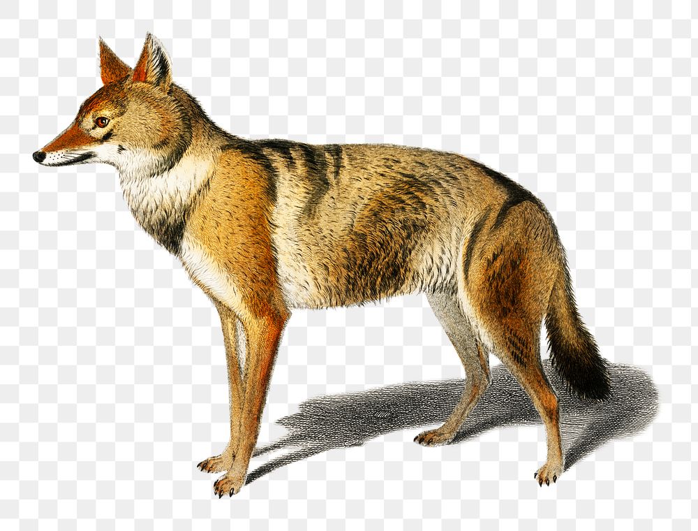 Vintage golden Jackal png wolf-like | Premium PNG Sticker - rawpixel