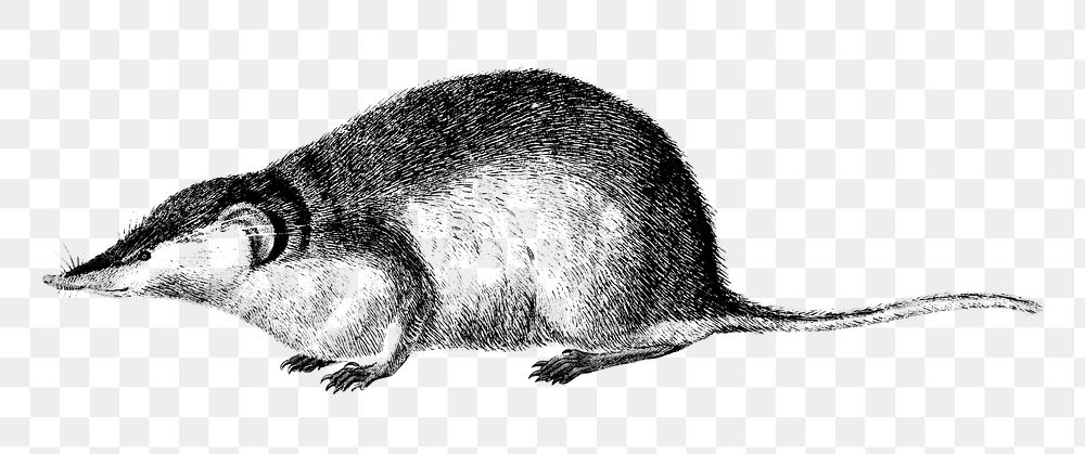 vintage shrew png wild animal, | Free PNG Sticker - rawpixel