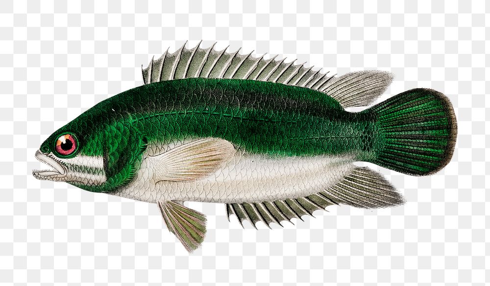 Vintage climbing perch png fish, | Premium PNG Sticker - rawpixel