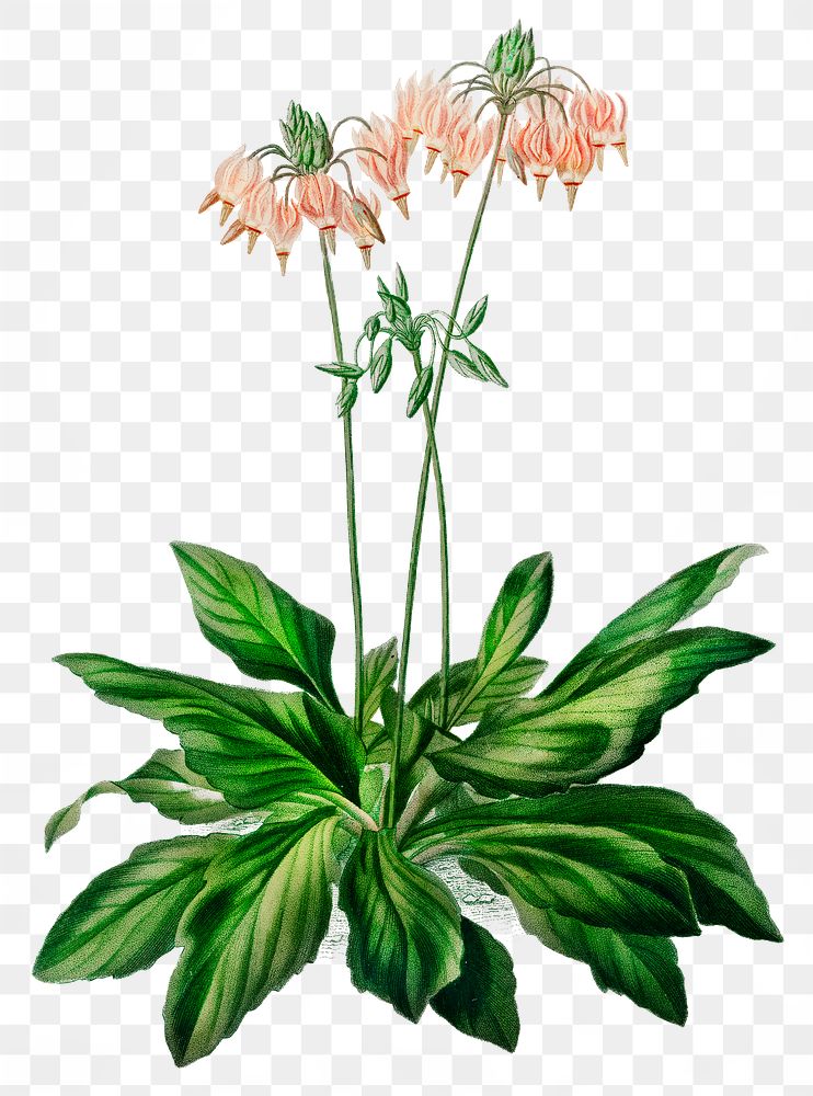 Vintage shooting star flower png, | Free PNG Sticker - rawpixel