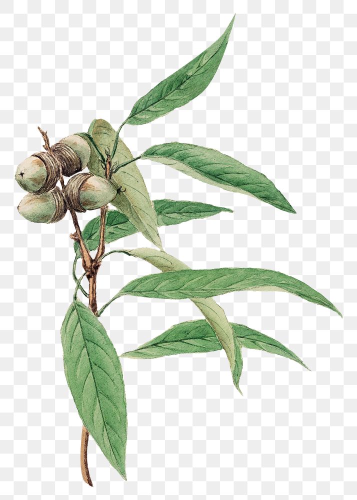 Vintage Japanese oak tree png | Free PNG Sticker - rawpixel