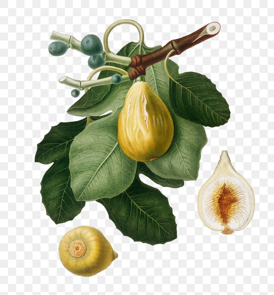 Hand drawn fig fruit design | Premium PNG Sticker - rawpixel