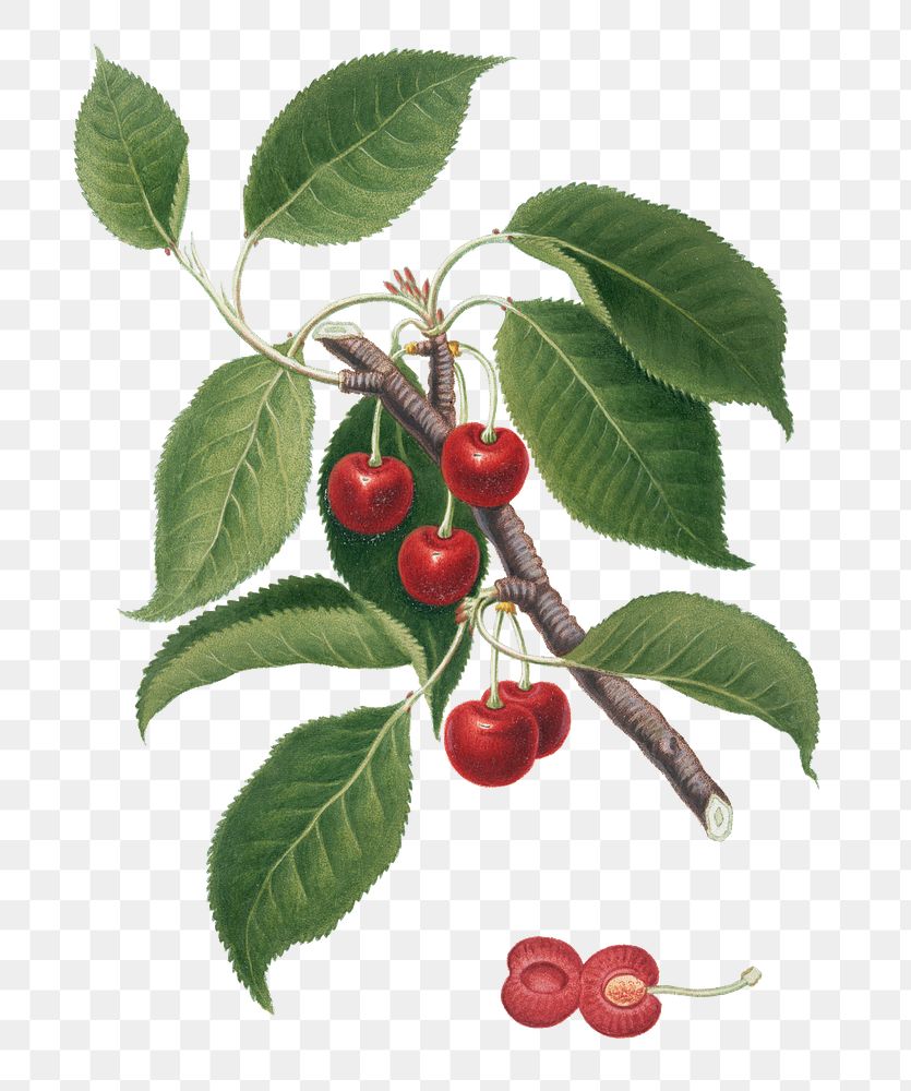 Hand drawn sour cherry fruit | Free PNG - rawpixel