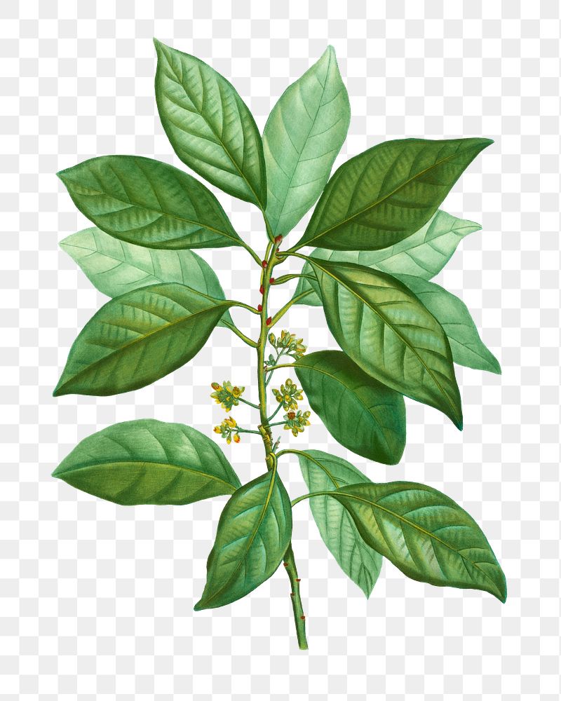Laurus borbonia plant transparent png | Free PNG Sticker - rawpixel