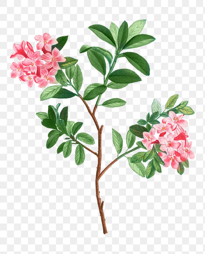 Blooming rhododendron hirsutum transparent png | Free PNG Sticker ...