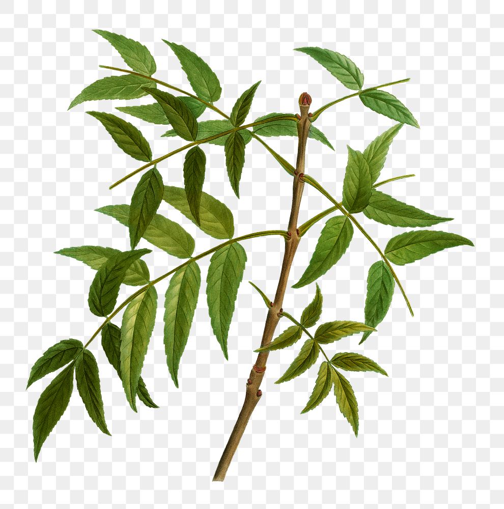 European ash branch plant transparent | Free PNG Sticker - rawpixel