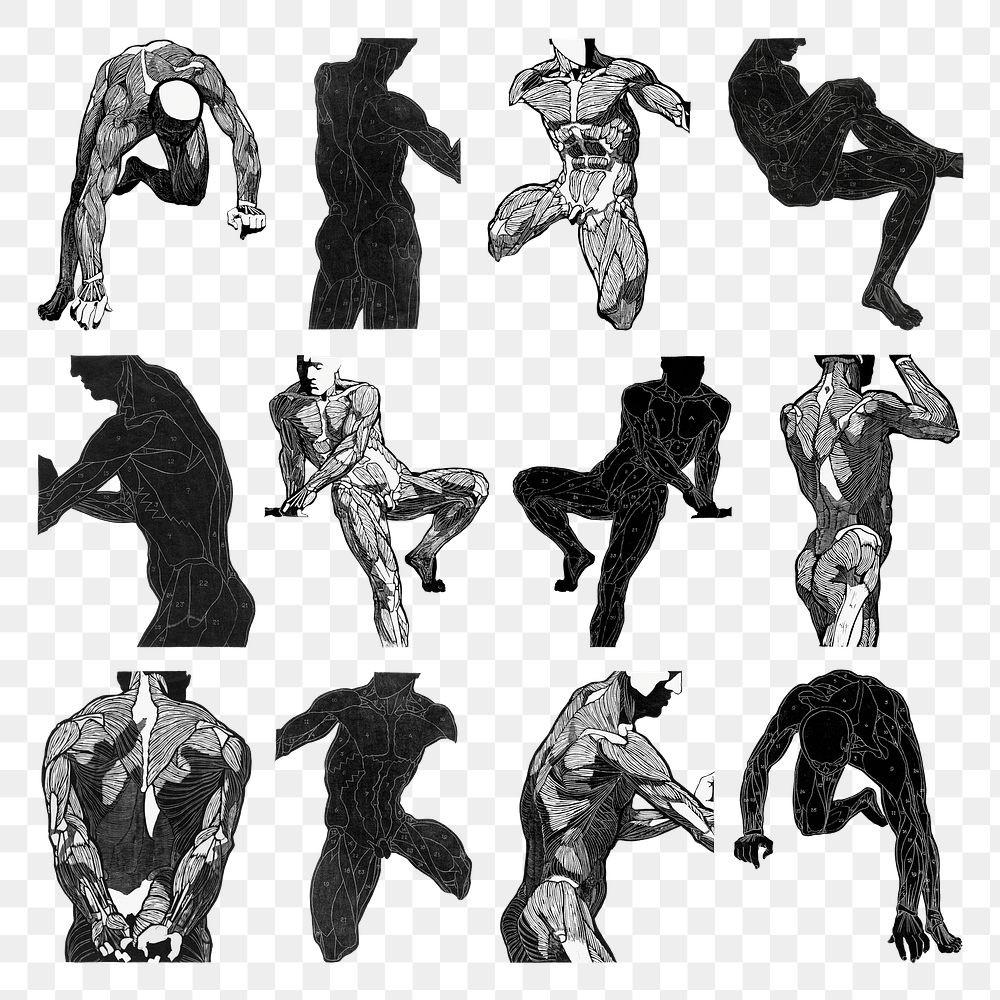 Man's muscles png human anatomy | Premium PNG - rawpixel