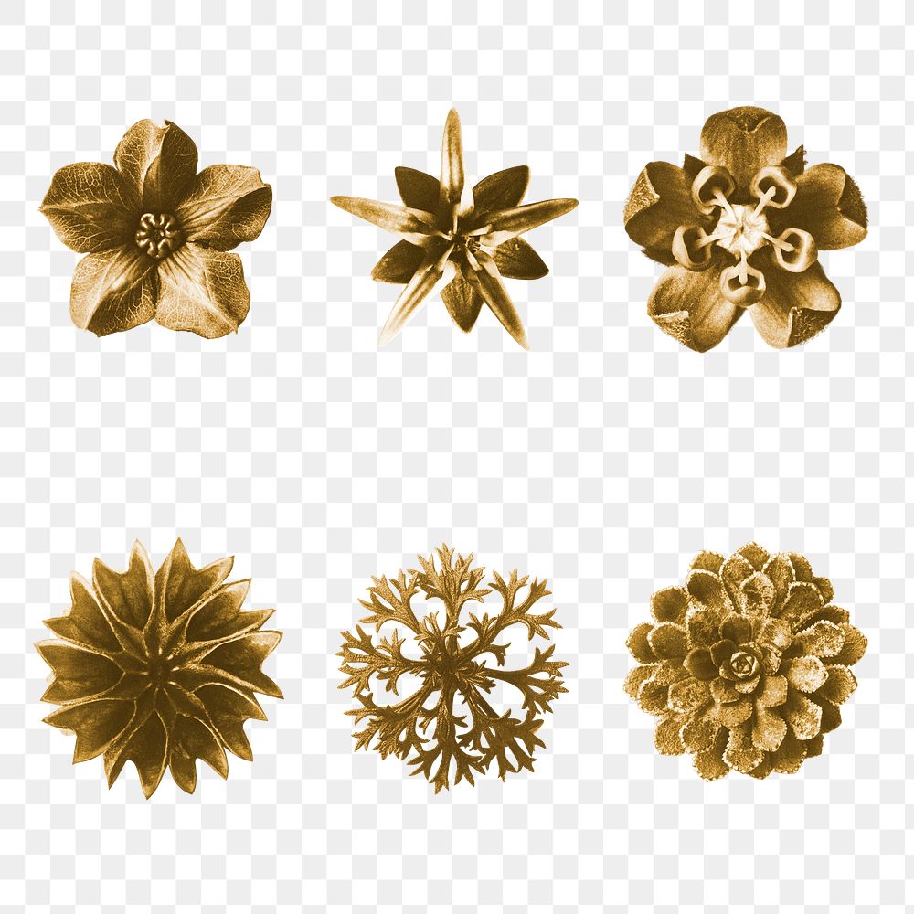 Gold monochrome flower photography set | Premium PNG - rawpixel