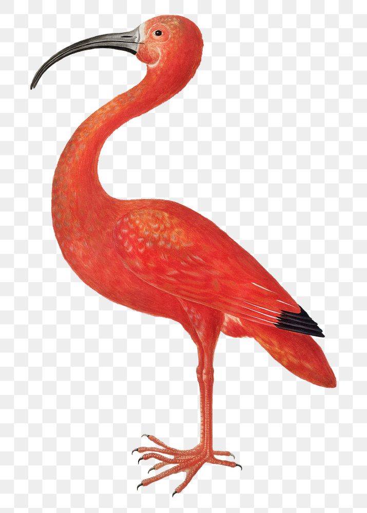 Scarlet ibis bird vintage illustration | Premium PNG Sticker - rawpixel