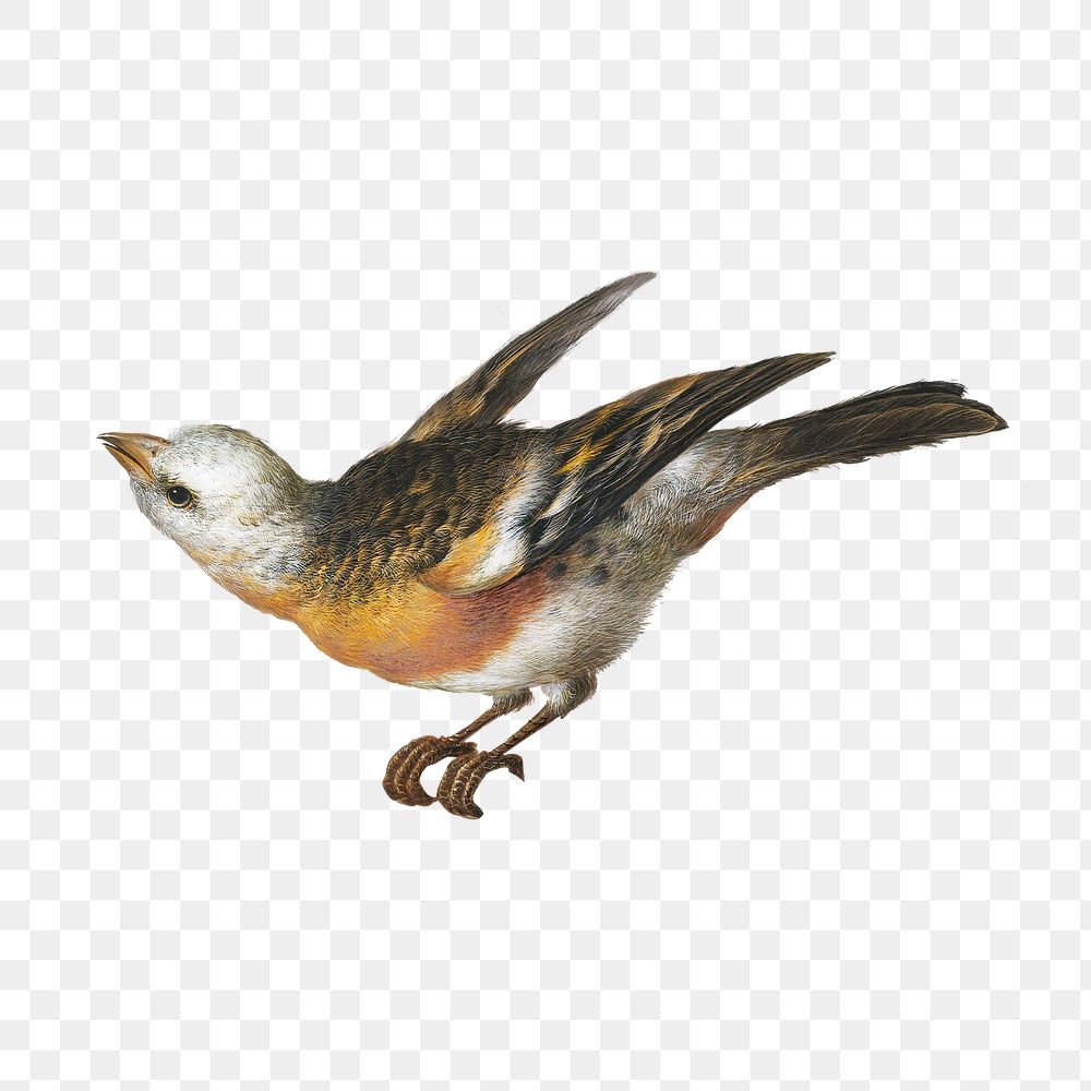 Sneeuwgors (Snow Bunting) transparent png | Premium PNG Sticker - rawpixel