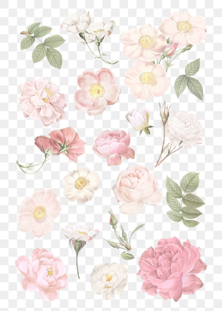 Elegant botanical collection transparent png | Premium PNG - rawpixel