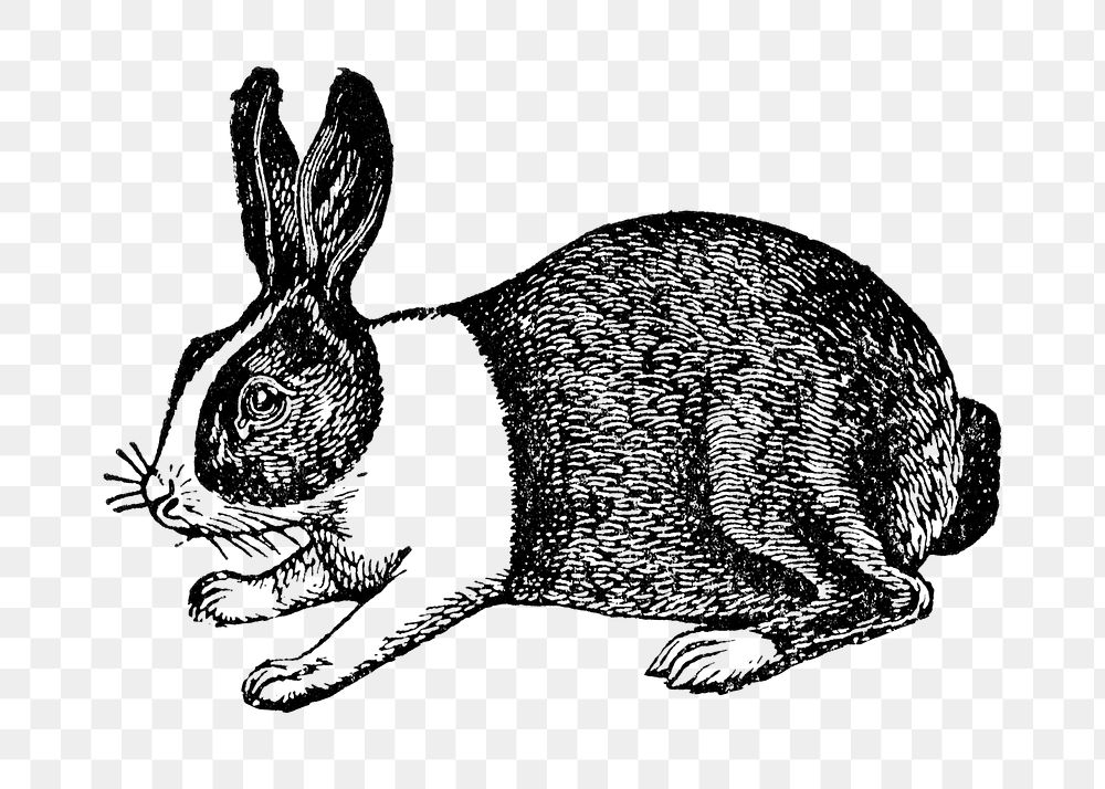 Rabbit png collage element, black | Premium PNG - rawpixel