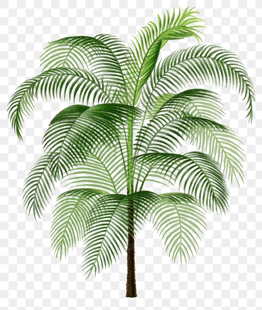 Palm tree png sticker, watercolor | Premium PNG Sticker - rawpixel