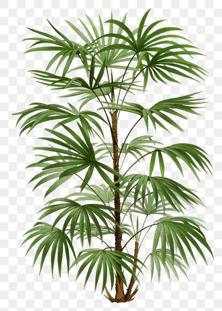 Palm tree png sticker, watercolor | Premium PNG Sticker - rawpixel