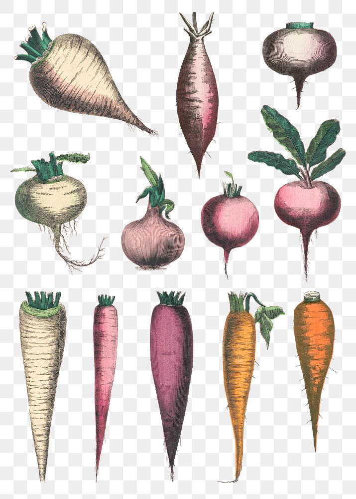Root vegetable png set, remix | Free PNG - rawpixel